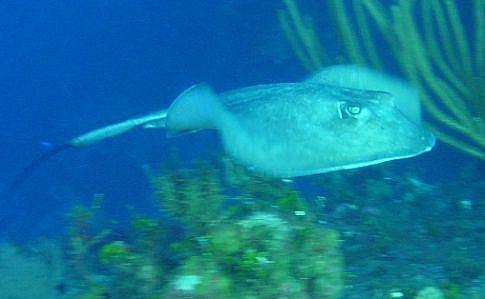 Picadura de Mantarraya - Documentación