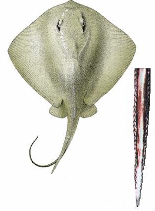 Picadura de Mantarraya - Documentación